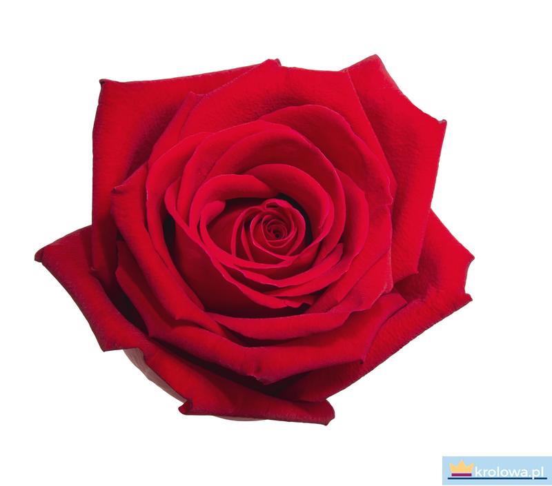 Święta Róża z Limy: Heroiczne życie modlitwy